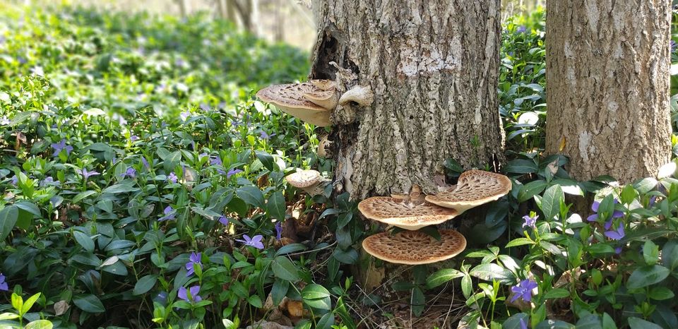 Trout Hollow Trail – NIAGARA ESCARPMENT HISTORY & HIKING