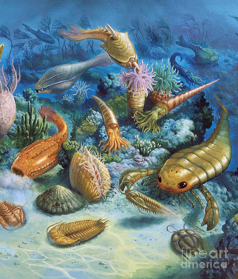 Paleozoic Era – NIAGARA ESCARPMENT HISTORY & HIKING